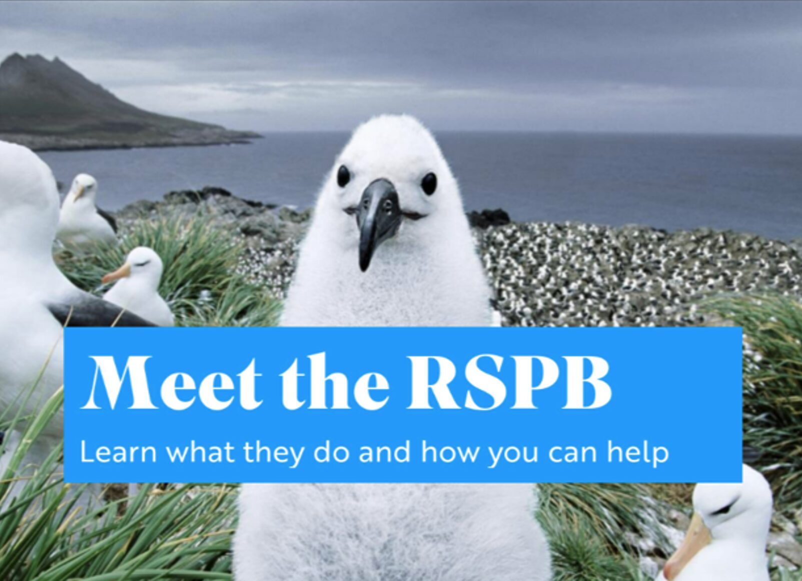 Royal Society for the Protection of Birds - Do Something Good